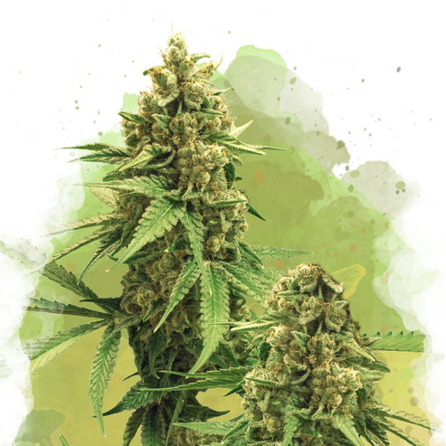 Big Bud Autoflower Cannabis Seeds | Huge Yields | Sweet Earthy Aroma