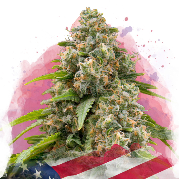 Buy Authentic Marijuana Seeds Straight from the Breeder Nirvana Shop