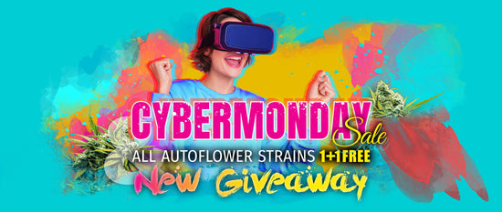 Buy Authentic Marijuana Seeds Straight from the Breeder Nirvana Shop